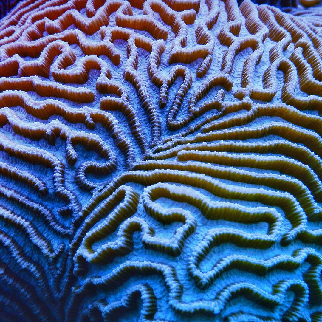 Akkuro | Agentic Banking